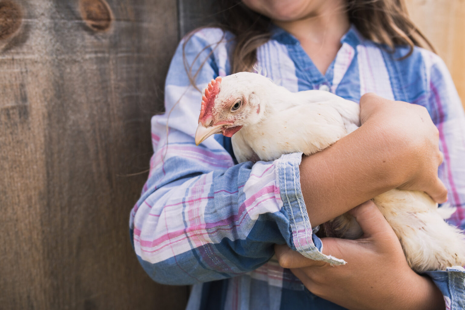 Understanding the Grief of Losing a Pet Chicken - City Life to Farm Life