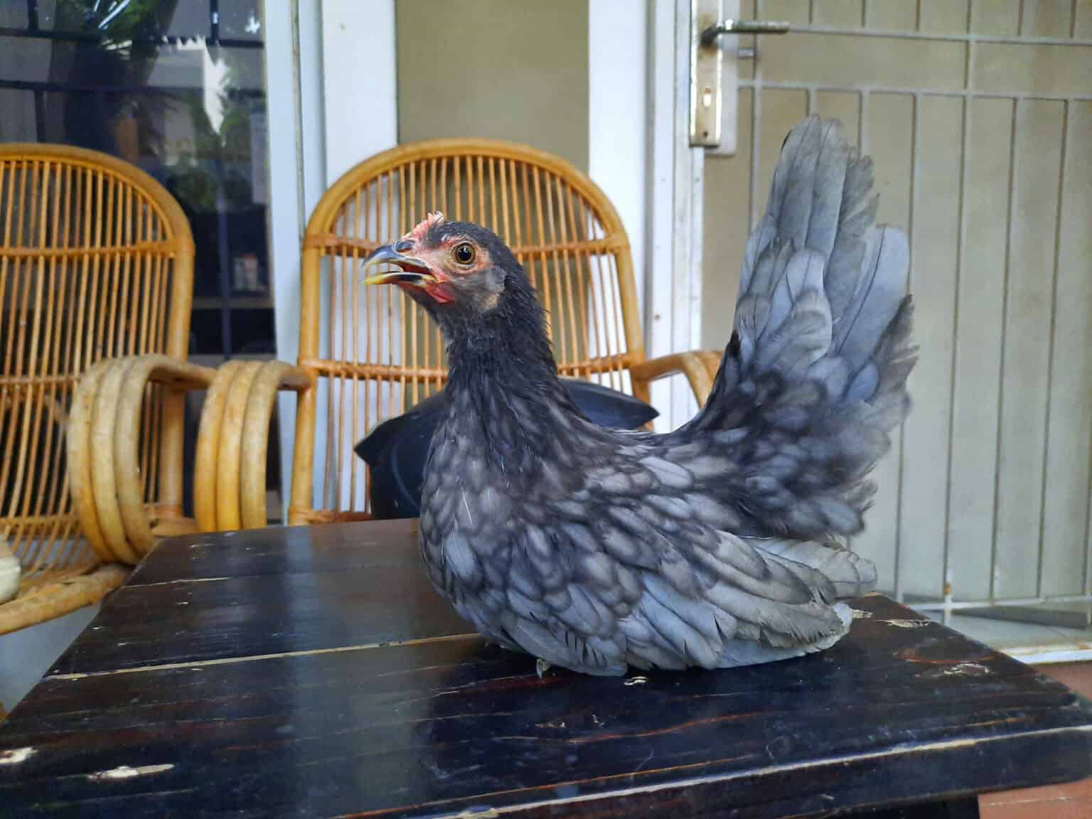 What Are Lavender Chicken Breeds?