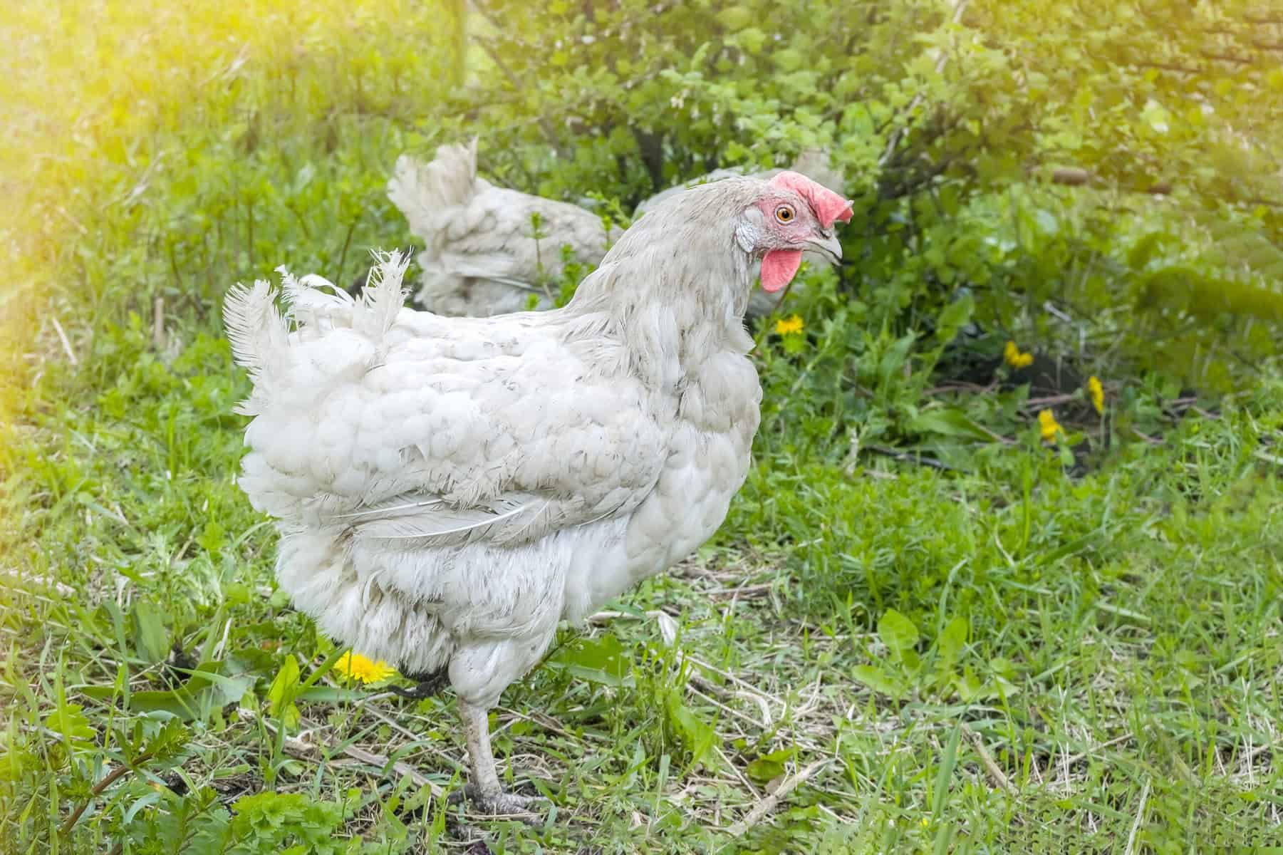 What Are Lavender Chicken Breeds?