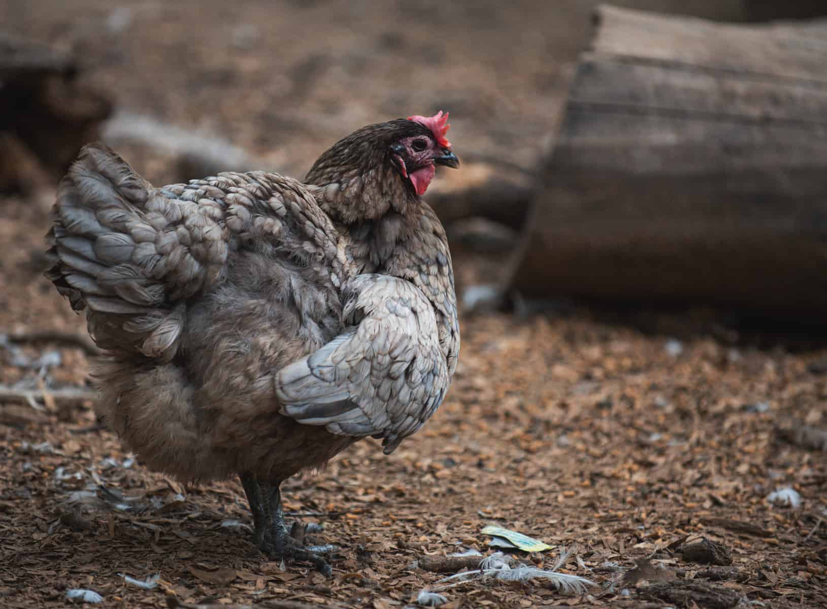 What Are Lavender Chicken Breeds?