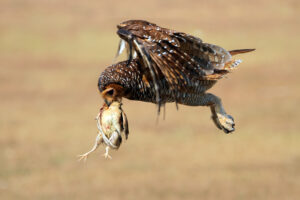 Do Owls Eat Chickens? A Guide for Poultry Owners - City Life to Farm Life