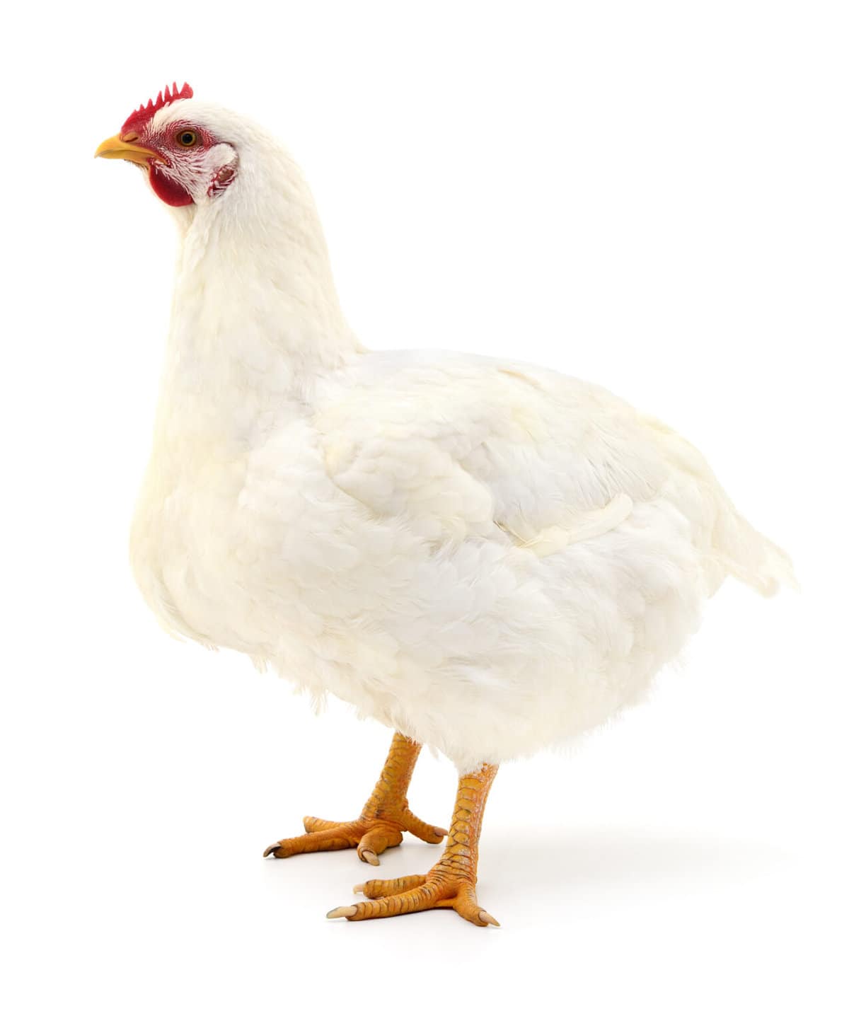 Pure Elegance: Top White Chicken Breeds - City Life to Farm Life