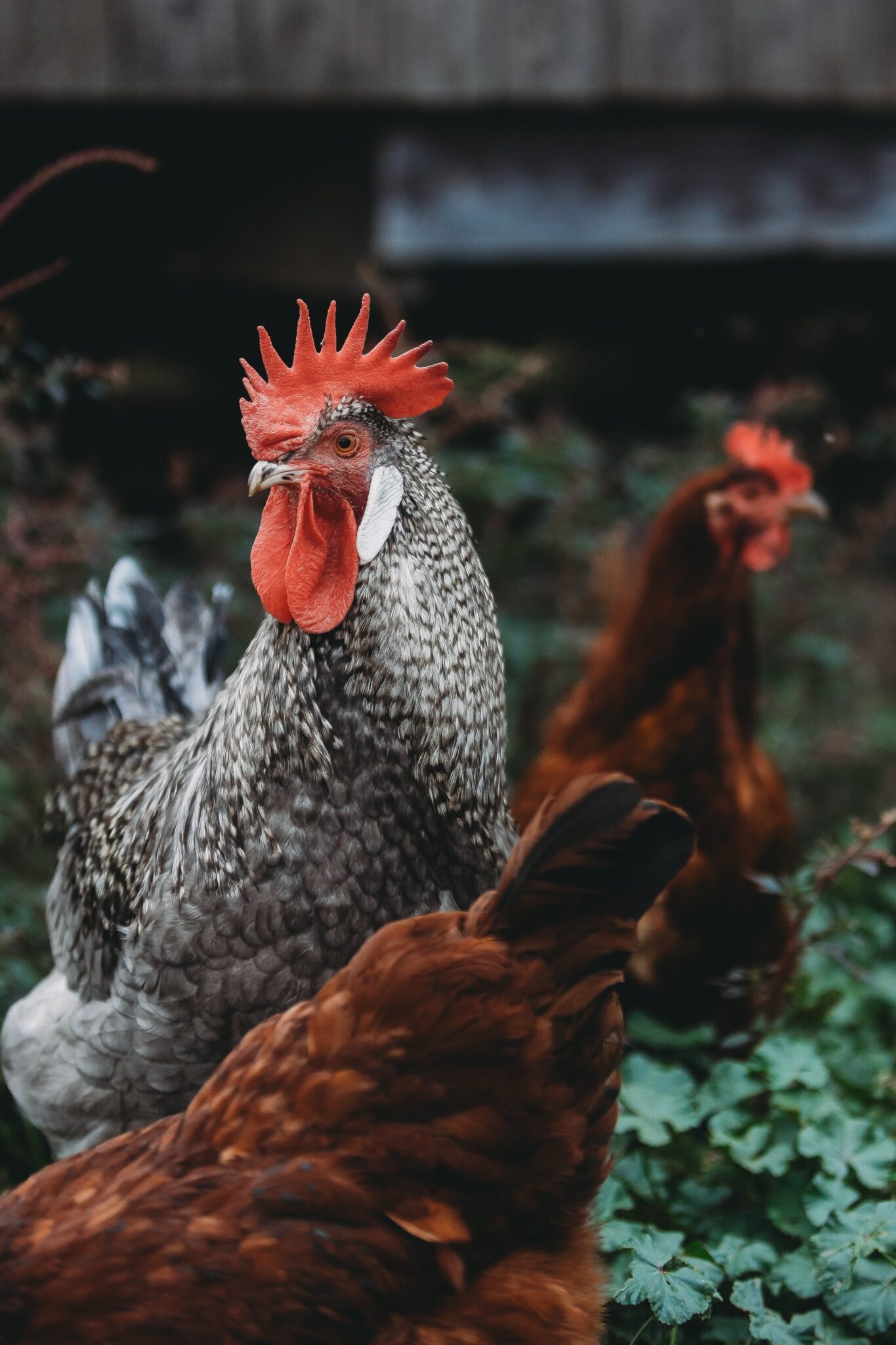 Rooster Math: How Many Hens per Rooster - City Life to Farm Life