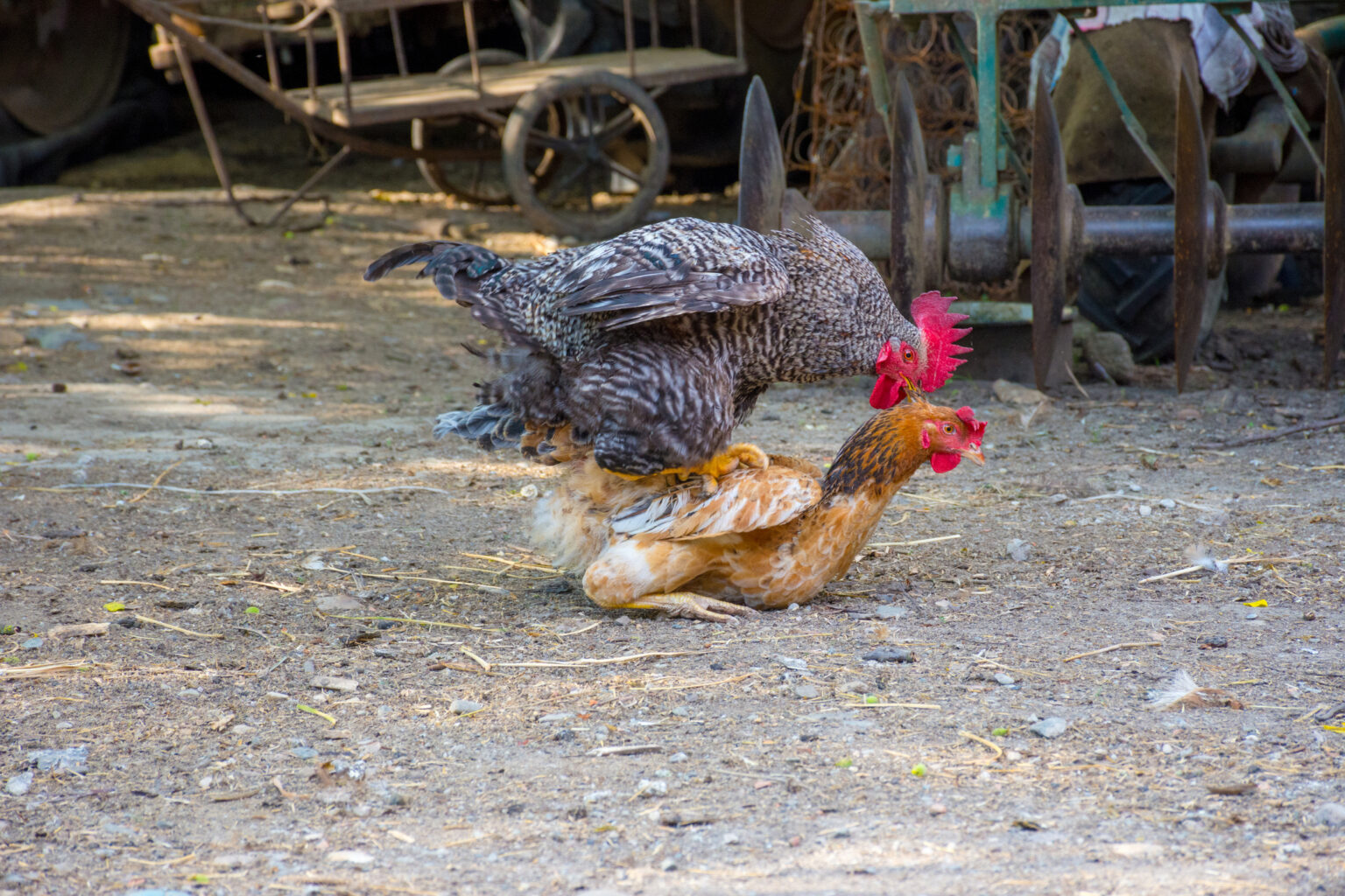 How to Get Rid of Vent Gleet in Chickens (From Someone Who’s Been There ...