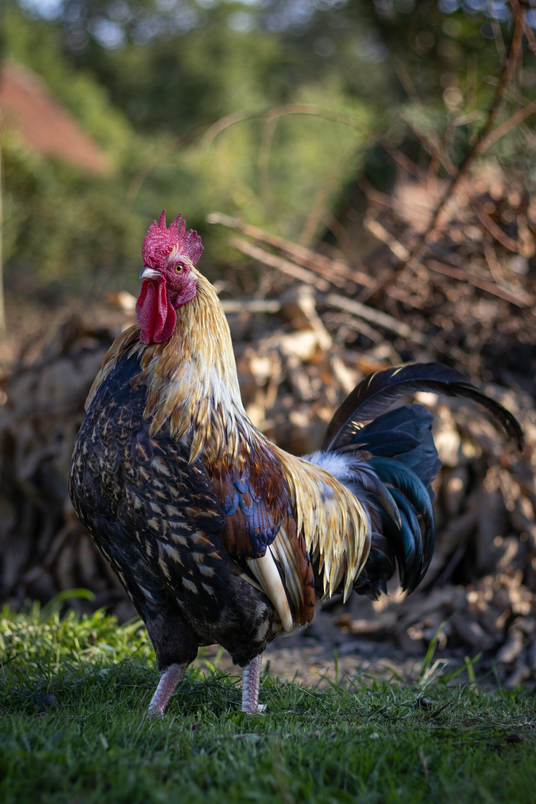What Are Male Chickens Called?