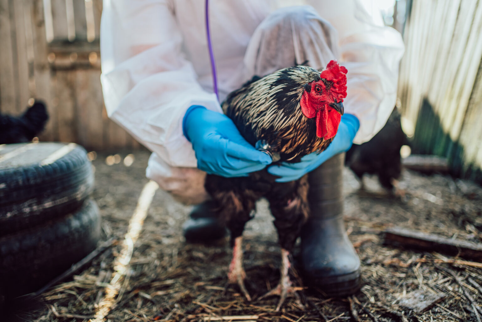 Backyard Chicken Seasonal Care and Chicken Coop Maintenance - City Life ...