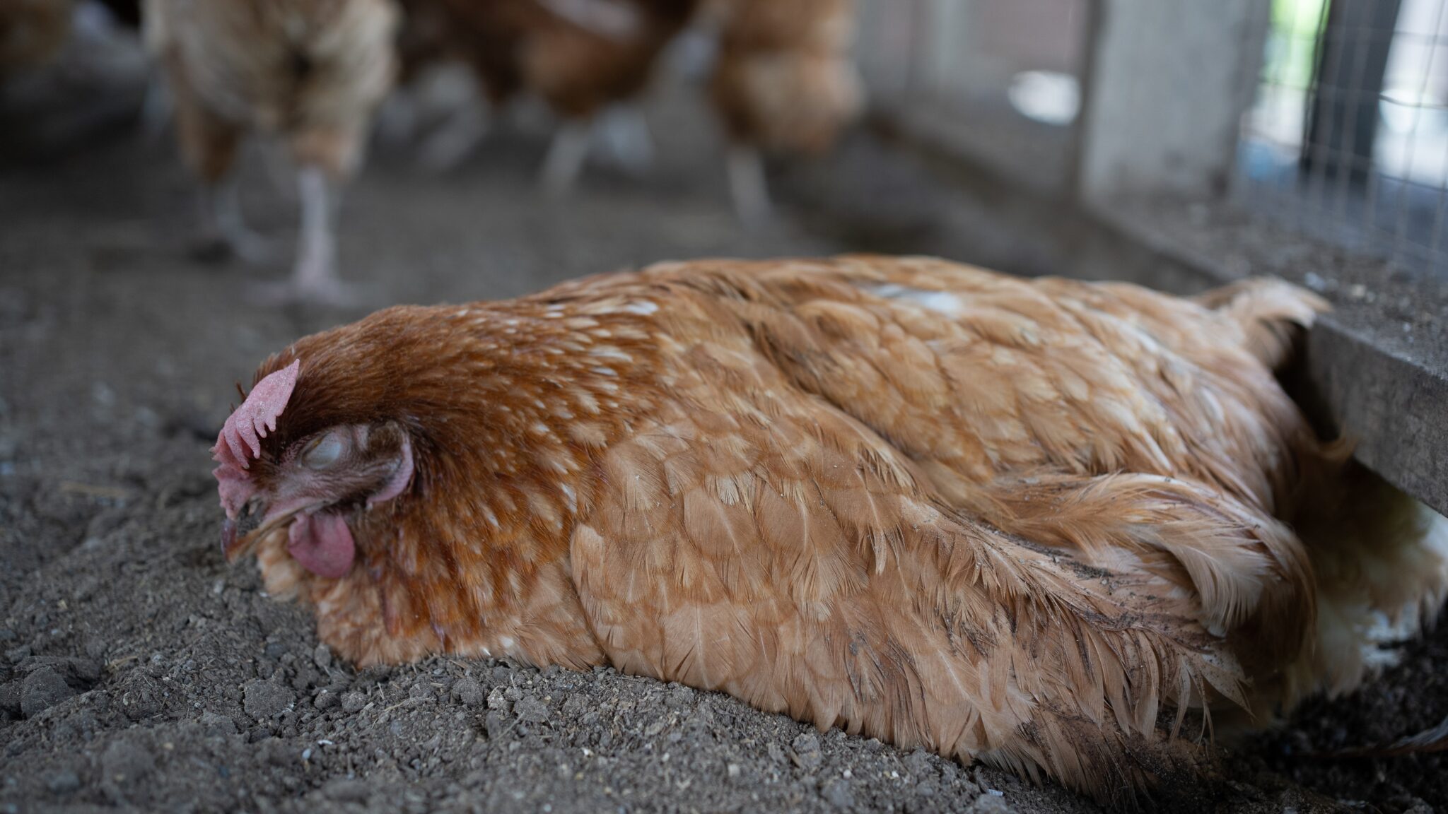 Do Chickens Have Periods? Unpacking Egg-Laying - City Life to Farm Life