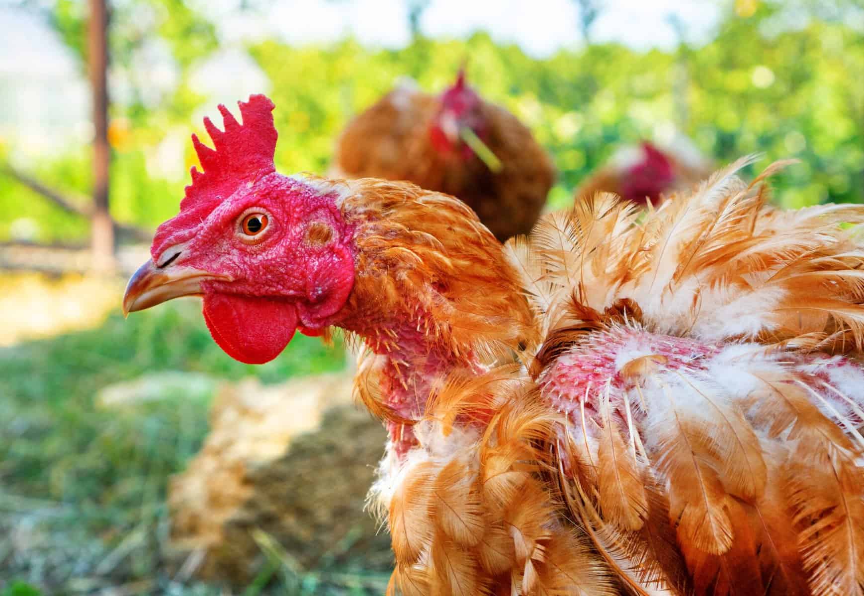 Marek’s Disease in Chickens: Signs, Symptoms, and Prevention - City ...