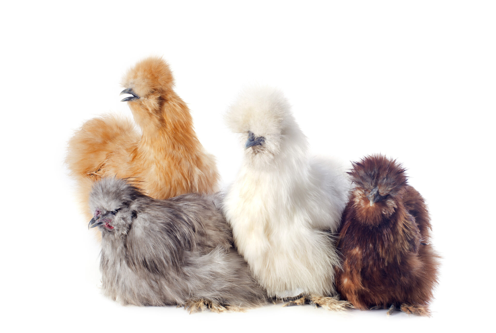 A Guide for How Big Silkie Chickens Can Get