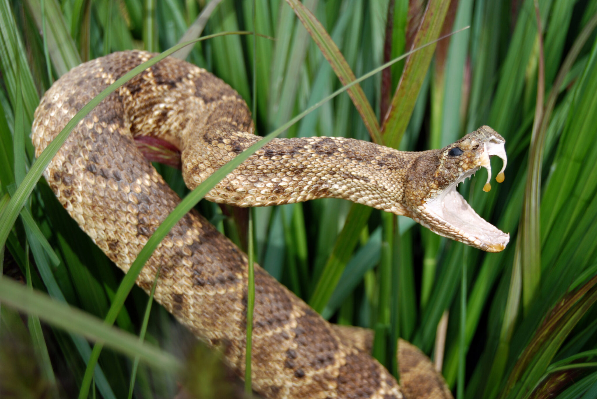 Are Chickens Truly Immune to Snake Venom?