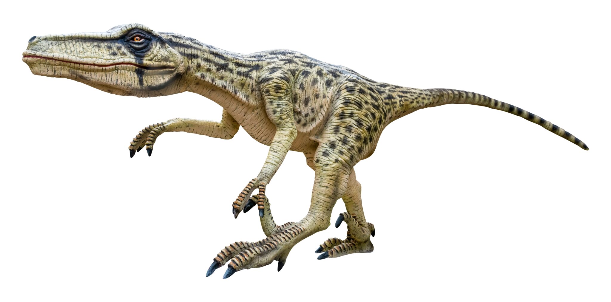 Are Chickens Dinosaurs?
