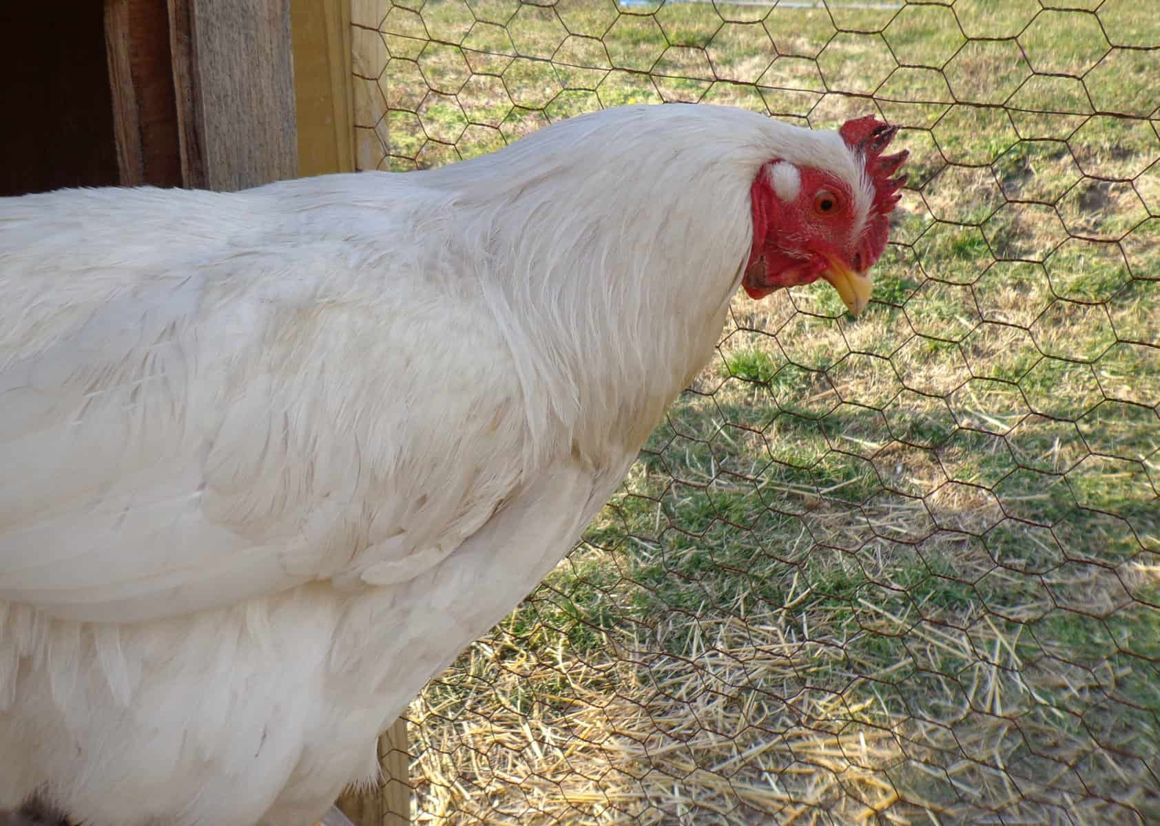 Pure Elegance: Top White Chicken Breeds - City Life to Farm Life